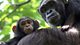 BBC One - Africa, Congo, Chimpanzee fire