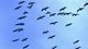 BBC Four - The Life of Birds, The Mastery of Flight, Whirling wings