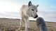 BBC Two - Snow Wolf Family and Me, Episode 2, Gordon Buchanan plays ...