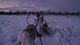 BBC Four - All Aboard! The Sleigh Ride, A traditional Sami sleigh ride