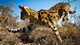 BBC One - Planet Earth II, Grasslands, In pictures... - A young bison ...