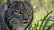 BBC One - Big Cats
