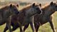 BBC One - Dynasties, Series 1, Lion, Where are they now? - Lion