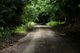 BBC Two - Springwatch - Explore a British forest through this beautiful ...