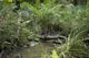 BBC Two - Springwatch - Explore a British forest through this beautiful ...