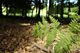 BBC Two - Springwatch - Explore a British forest through this beautiful ...