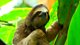 BBC Radio 4 - Radio 4 in Four - 10 incredible facts about the sloth