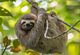 BBC Radio 4 - Radio 4 in Four - 10 incredible facts about the sloth