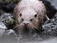 BBC Two - Springwatch - Photographer takeover: George Turner
