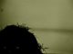 BBC Radio 4 - Uncanny - Is this a photo of a ghost?