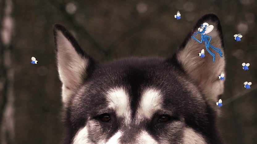 How do different animals hear? - BBC Bitesize