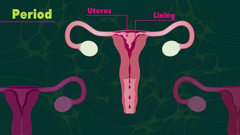 Puberty Vaginal Development Pediatric And Adolescent Gynecologic