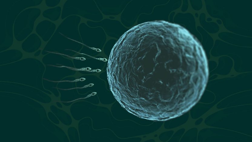 Bbc Gcse Bitesize Reproduction Human Reproductive System IGCSE