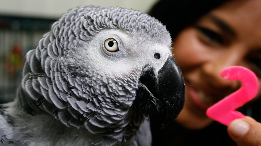 BBC One - Super Smart Animals - Panbanisha