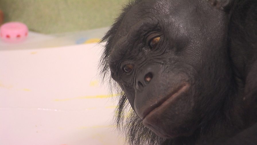 BBC One - Super Smart Animals - Kanzi