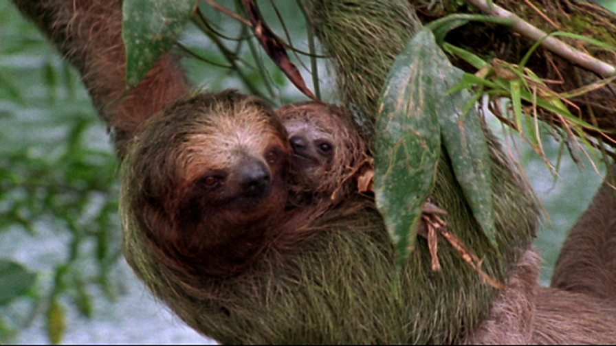 BBC Four - Weird Nature, Puzzling Partners, Moths and sloths