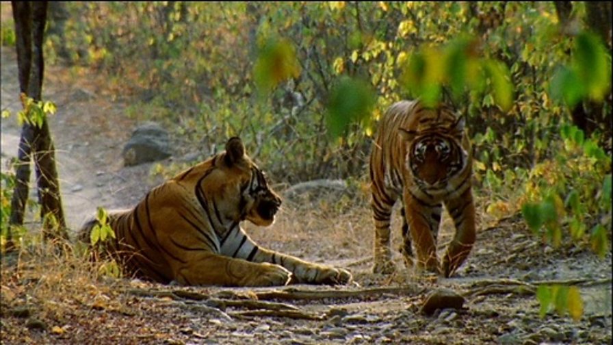 BBC Two - Natural World, 2012-2013, Queen of Tigers, Tiger fight