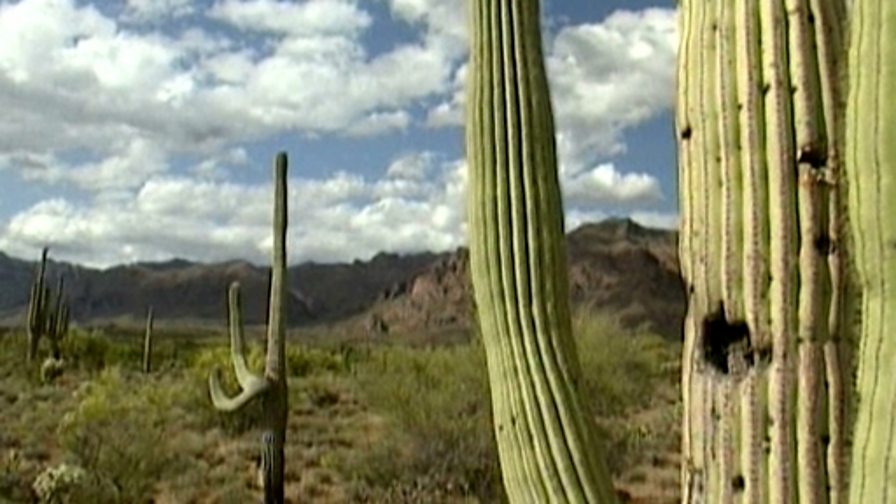 BBC Two - Science Clips, Helping Plants Grow Well, How cacti survive ...