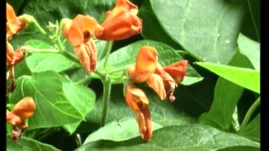 BBC Two - KS1 Science Clips, Health and Growth, Do baby animals look ...