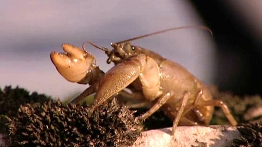 BBC Two - KS1 Science Clips, Variation, Introduction to butterfly varieties