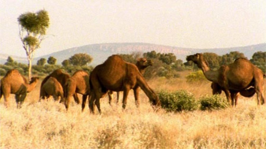 BBC Two - Bitesize Primary, Darwin's Album, Favourable Characteristics ...