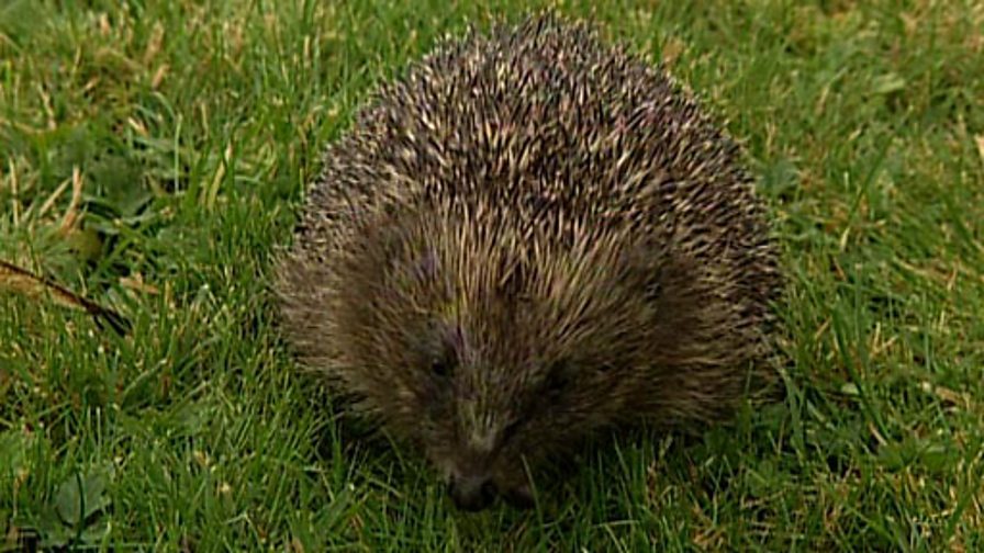 BBC Two - Watch, Living through the Seasons - Hedgehog, How the ...