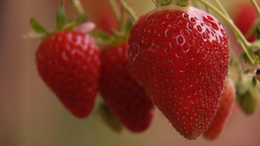 BBC Two - Food Stuff, Black Pudding, Soft Fruit and Culture, Web extra ...