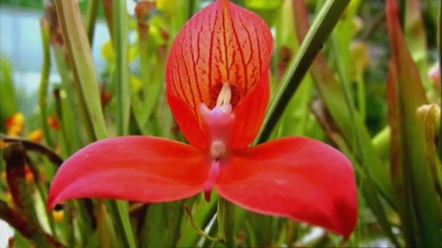 BBC Four - Botany: A Blooming History, A Confusion of Names, Linnaeus ...