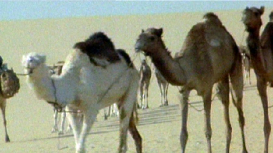 BBC Two - Science Clips, Interdependence and Adaptation, Bromeliad ...