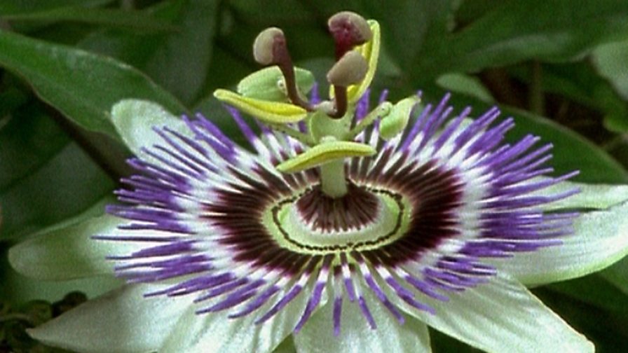 BBC Two - Science Clips, Life Cycles, Runner Beans