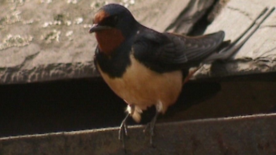 BBC Two - Wild About Nature, Episode 2, The Swallows' Journey