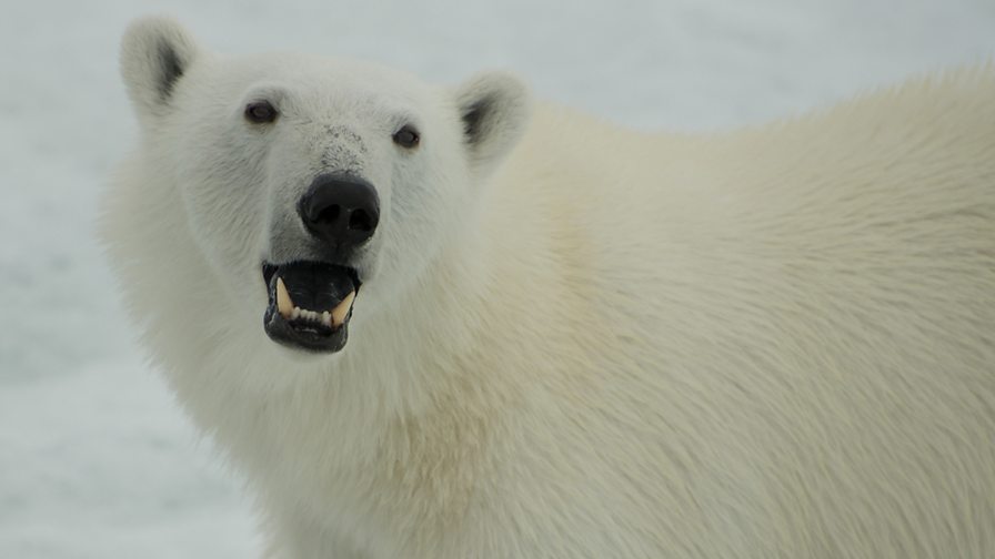 BBC Two - The Polar Bear Family and Me