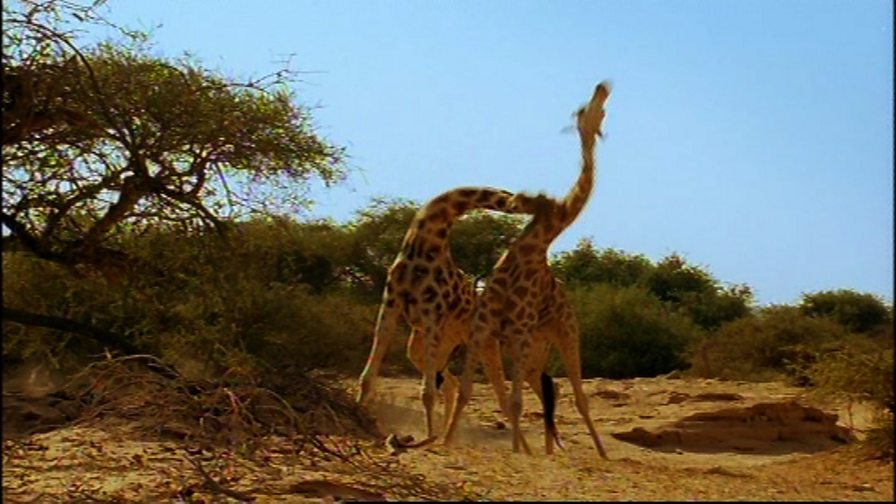 BBC One - Africa, Kalahari, Incredible giraffe knockout