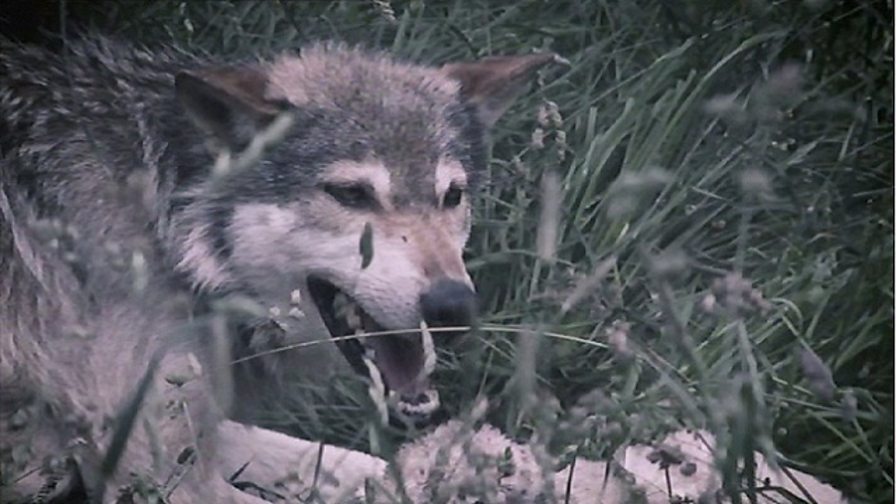 BBC Two - Wolfland
