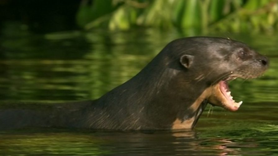 BBC Two - Natural World, 2012-2013, Giant Otters of the Amazon, Giant ...