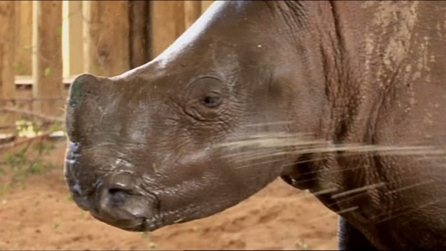 BBC Two - Natural World, 2012-2013, Flight of the Rhino, Flight of the ...