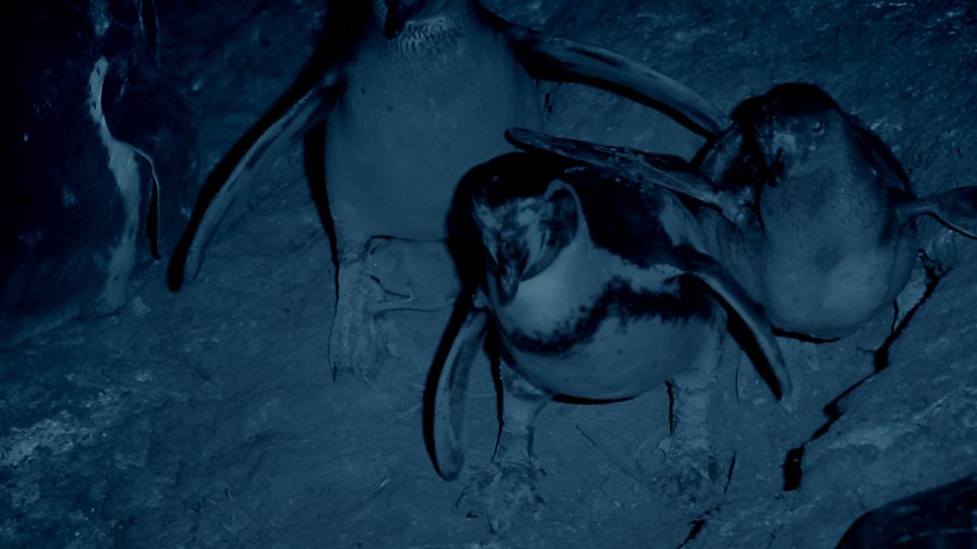 BBC One - Penguins - Spy in the Huddle, Emperor penguin chicks stand on ...
