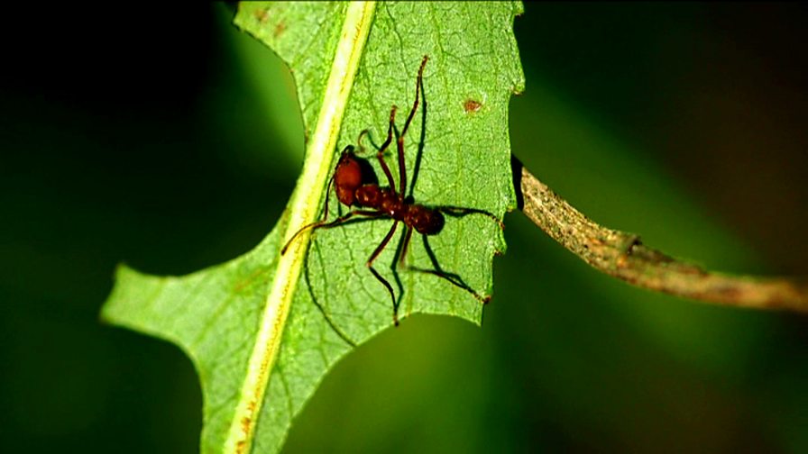 BBC Four - Planet Ant: Life Inside the Colony