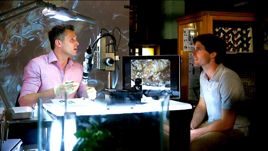 BBC Four - Insect Dissection: How Insects Work