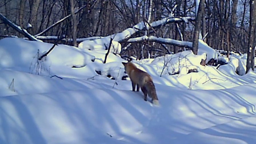 BBC Two - Operation Snow Tiger - Dr Victor Lukarevsky