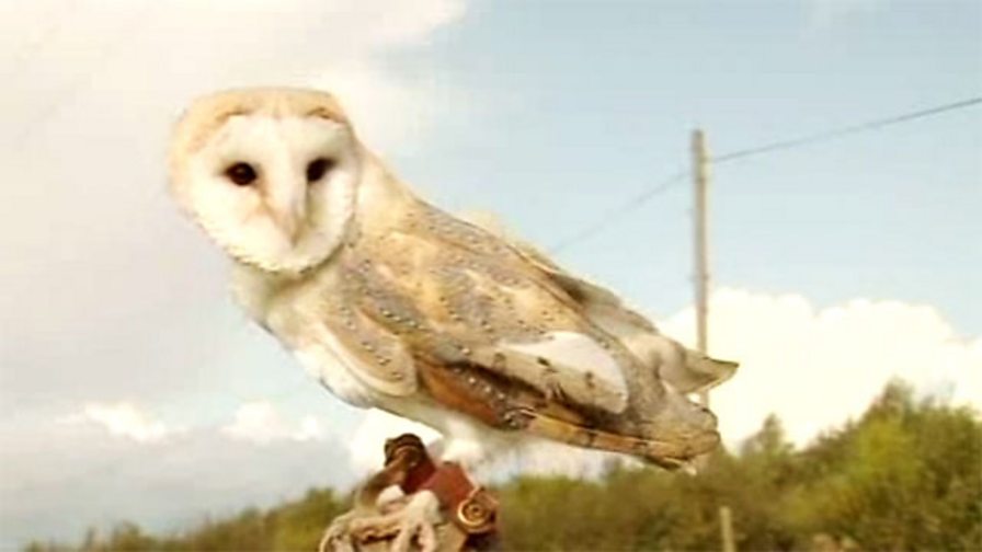 CBeebies - Green Balloon Club, Barn Owl Report