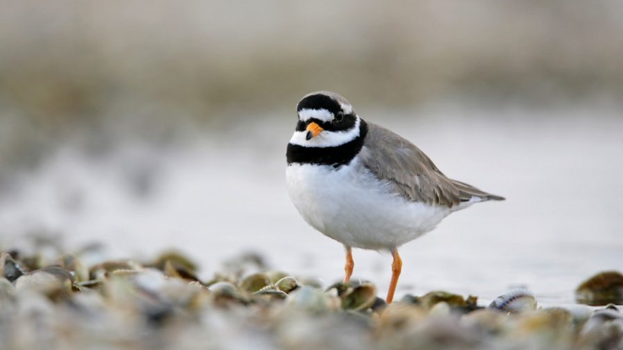 BBC Radio 4 - Tweet of the Day, Ringed Plover
