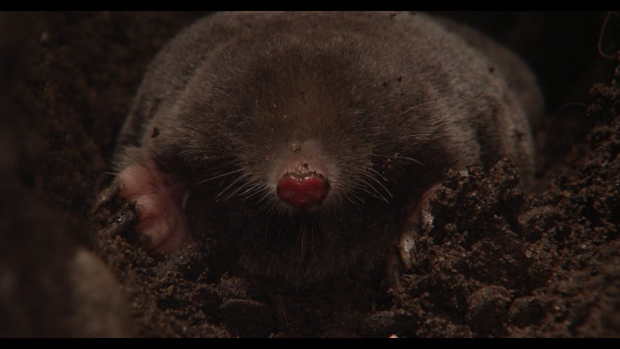 BBC Two - The Burrowers: Animals Underground