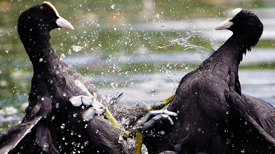 BBC Radio 4 - A Guide to Water Birds - Episode guide