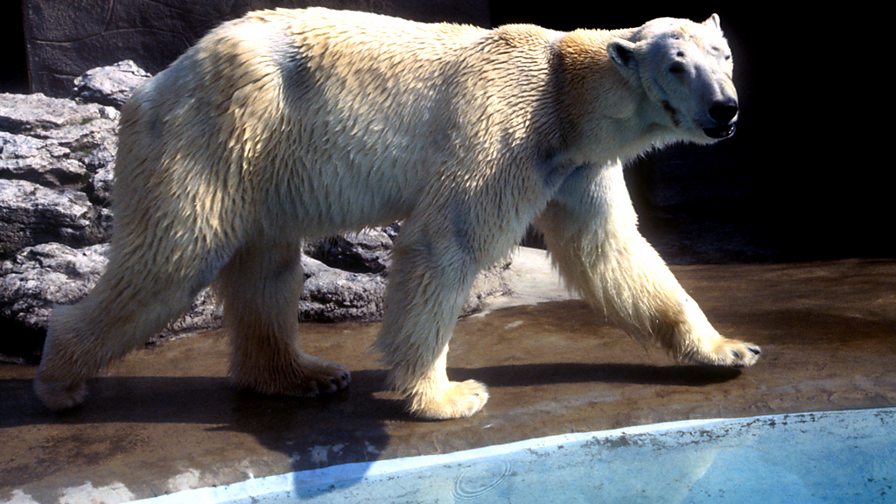 BBC Two - Bitesize Primary, Darwin's Album, Predators and Prey, Which ...