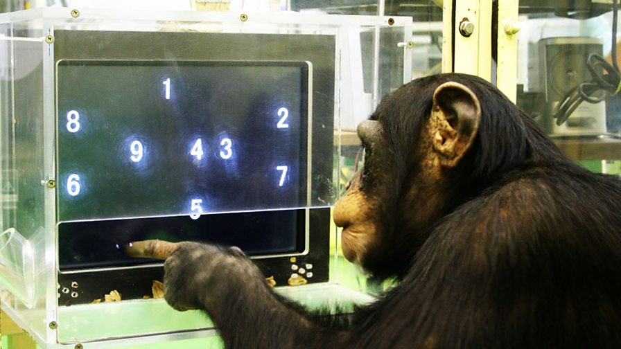 BBC One - Super Smart Animals, Episode 1, Chimp genius