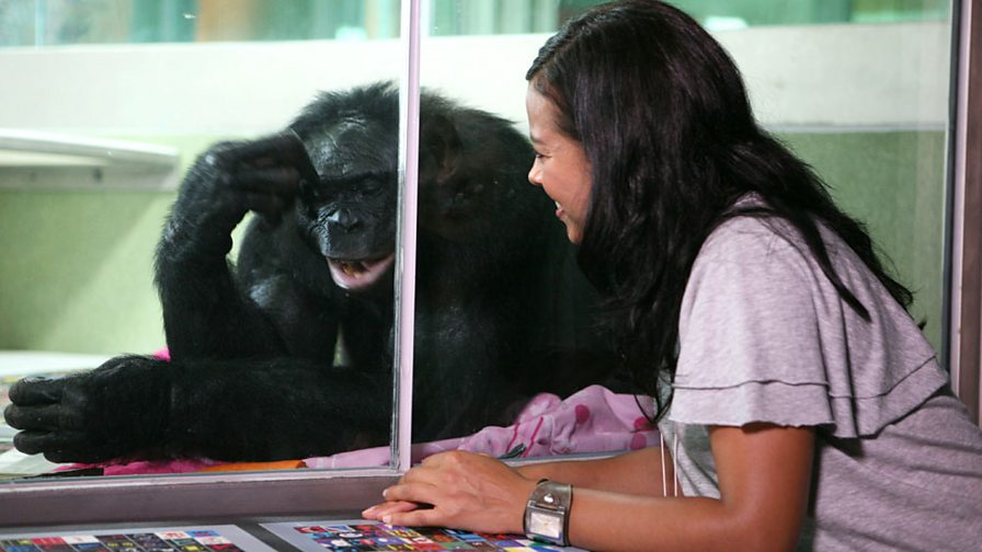 BBC One - Super Smart Animals