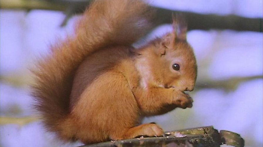 BBC Scotland - Scotland’s Wildlife, Series 1, Supporting native species ...