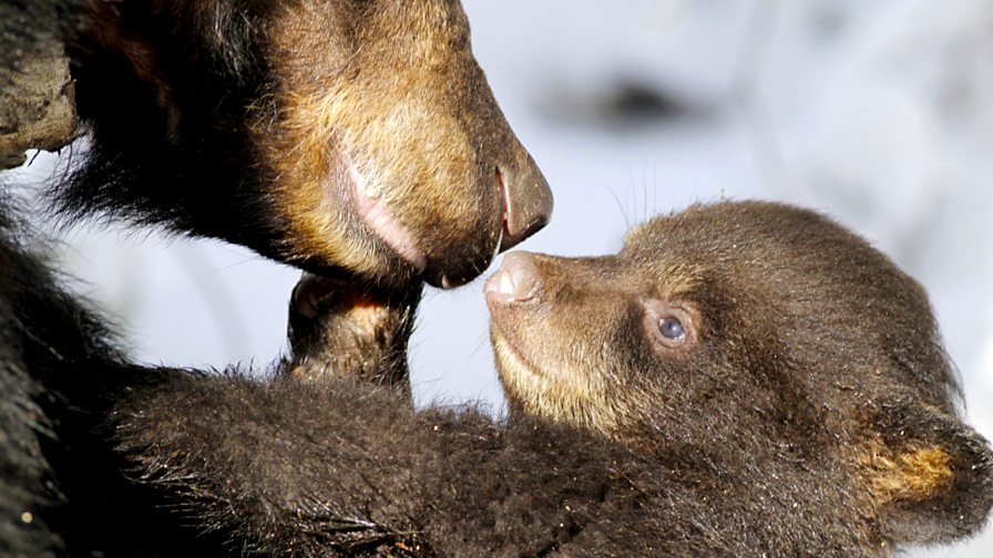 BBC One - Planet Earth Live, Series 1 - Episode guide