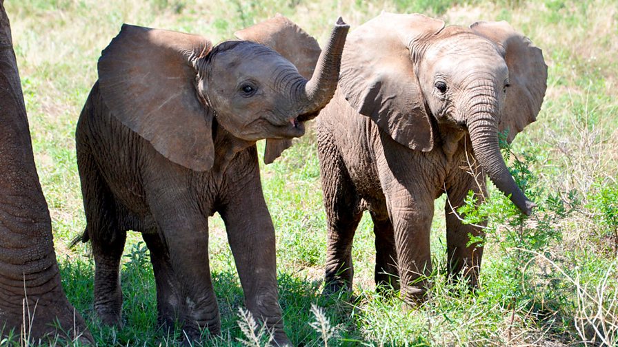 BBC One - Planet Earth Live, Series 1 - Episode guide